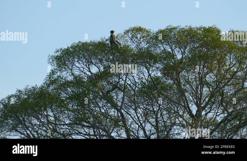 High monkey Stock Videos & Footage - HD and 4K Video Clips - Alamy