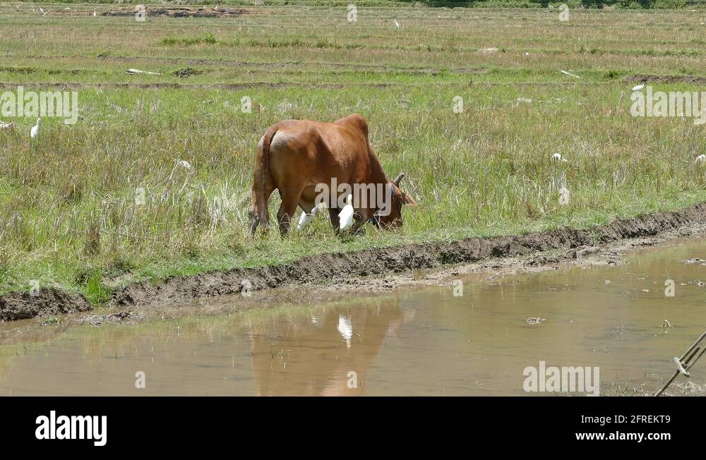 Walking by the paddy field Stock Videos & Footage - HD and 4K Video ...