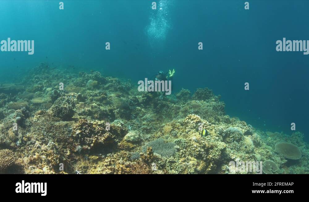Diver on a coral reef with a Hawksbill Turtle. 4k Stock Video Footage ...
