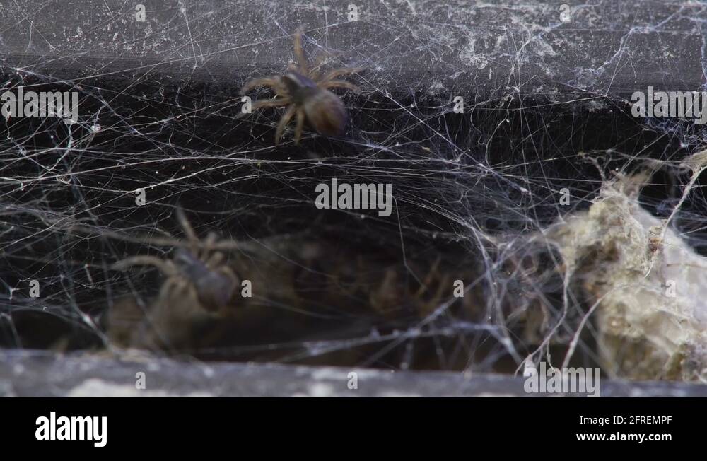 Bunch of spiders Stock Videos & Footage - HD and 4K Video Clips - Alamy