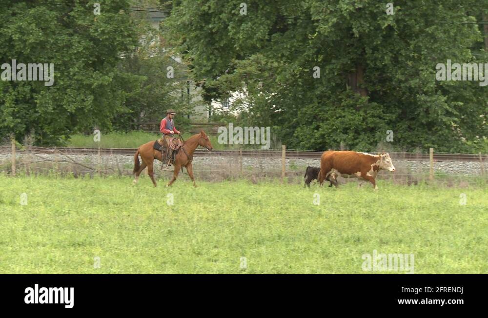 Chasing cow Stock Videos & Footage - HD and 4K Video Clips - Alamy