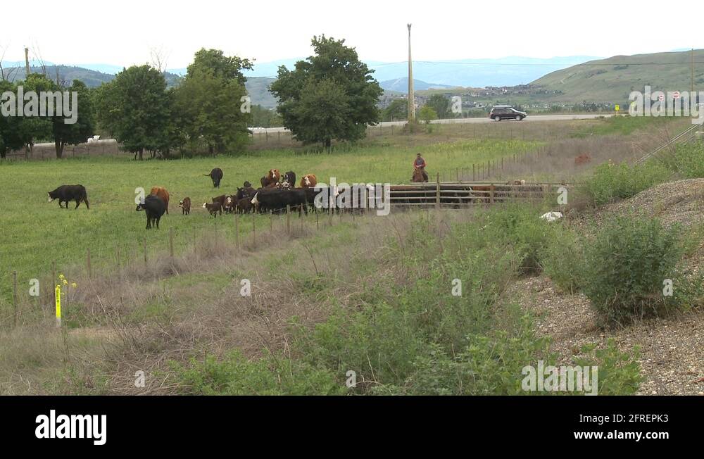 Livestock tunnel Stock Videos & Footage - HD and 4K Video Clips - Alamy