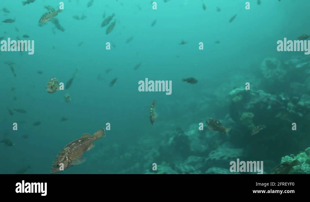 Kinki fish Stock Videos & Footage - HD and 4K Video Clips - Alamy