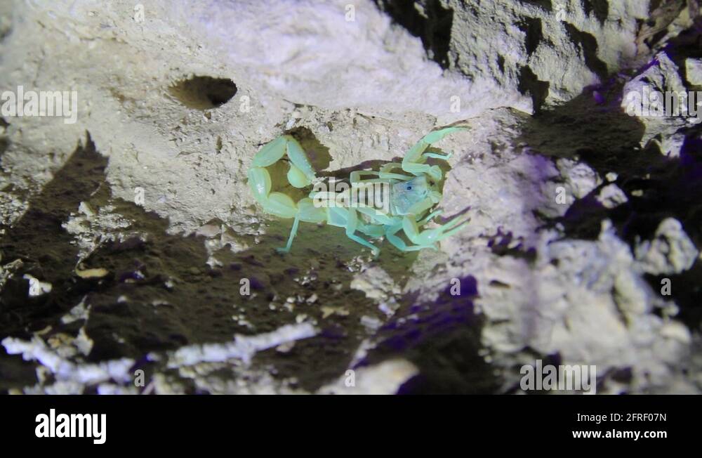 Scorpion on rock Stock Videos & Footage - HD and 4K Video Clips - Alamy