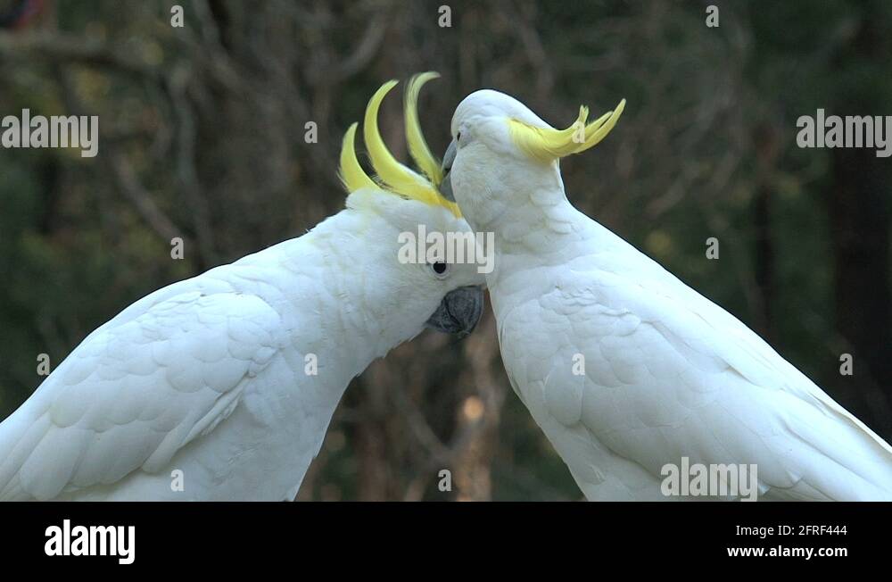 Kakatu Stock Videos & Footage - HD and 4K Video Clips - Alamy