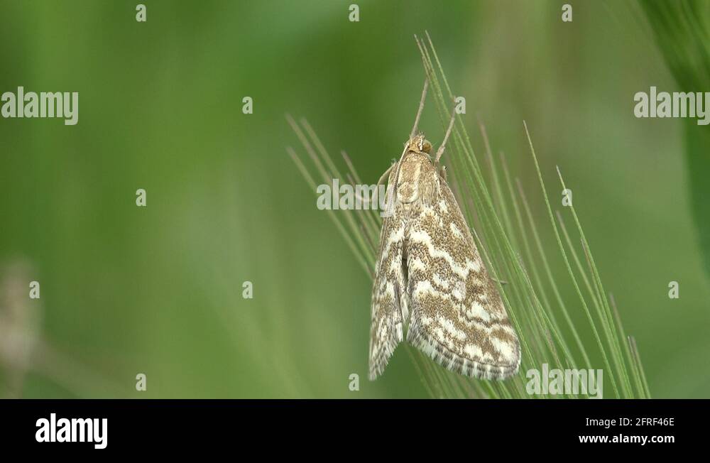 European corn worm, European corn borer, Ostrinia nubilalis, agro-pests ...