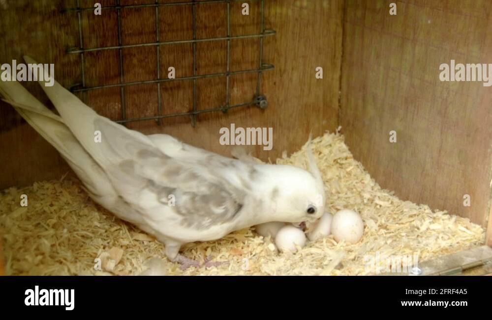 Australian aviculture Stock Videos & Footage - HD and 4K Video Clips ...