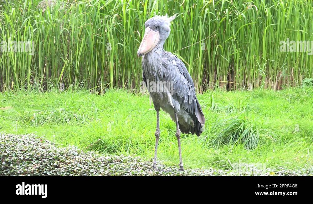 Shoebill stock Stock Videos & Footage - HD and 4K Video Clips - Alamy