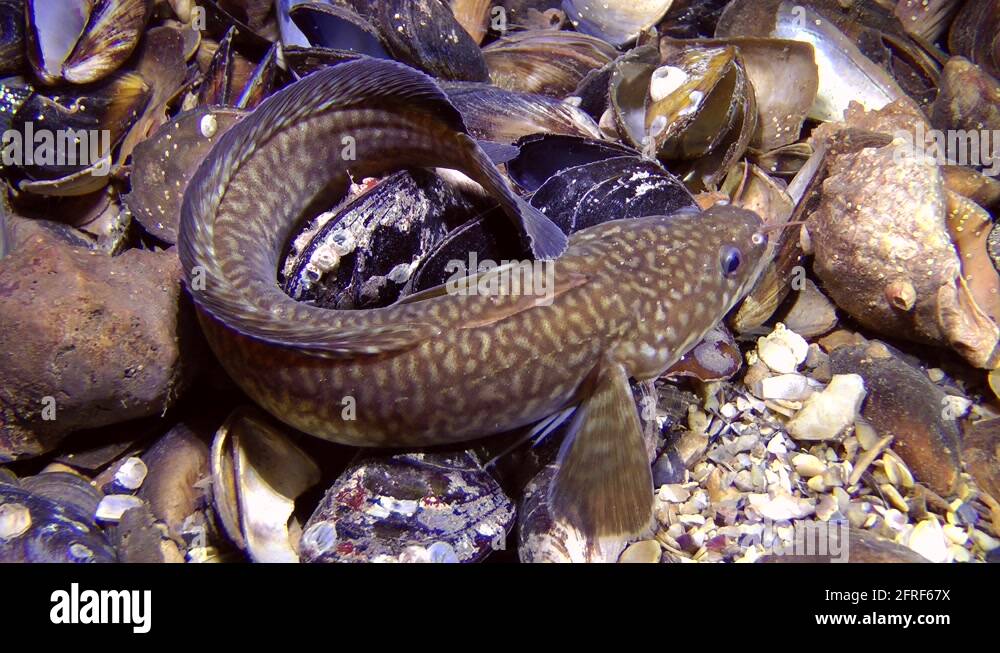 British isles marine life underwater Stock Videos & Footage - HD and 4K ...