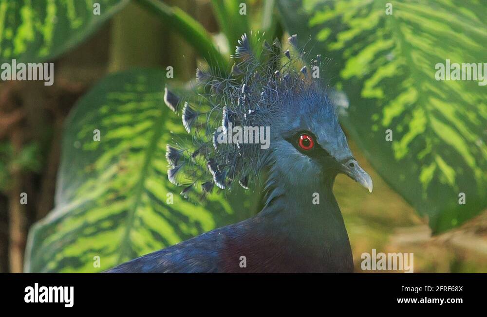 Dove crest Stock Videos & Footage - HD and 4K Video Clips - Alamy