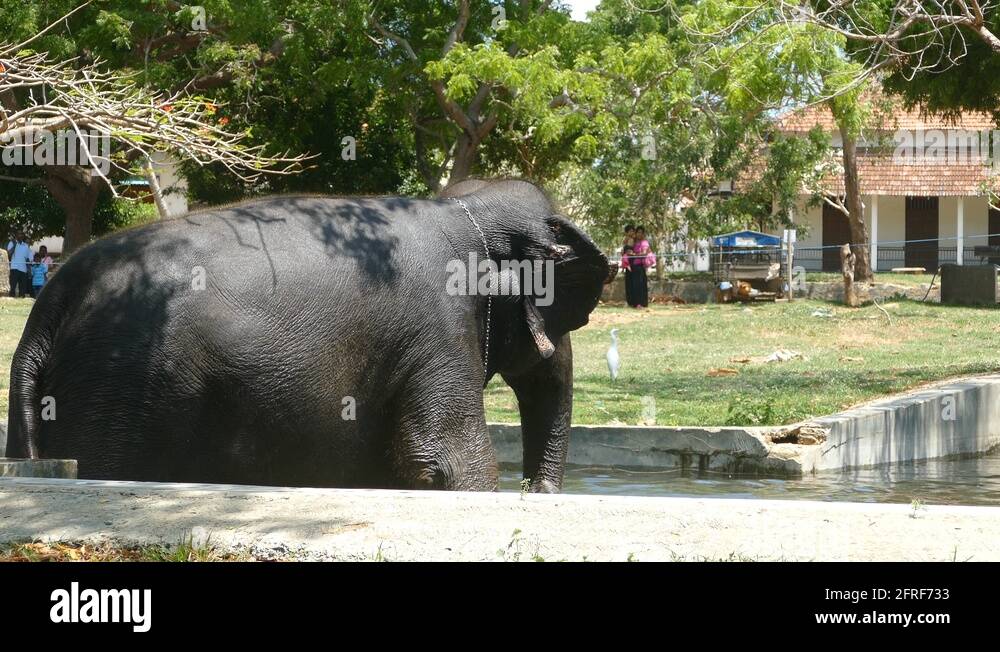 Elephant in a pool at Dondra temple splashing water Stock Video Footage ...