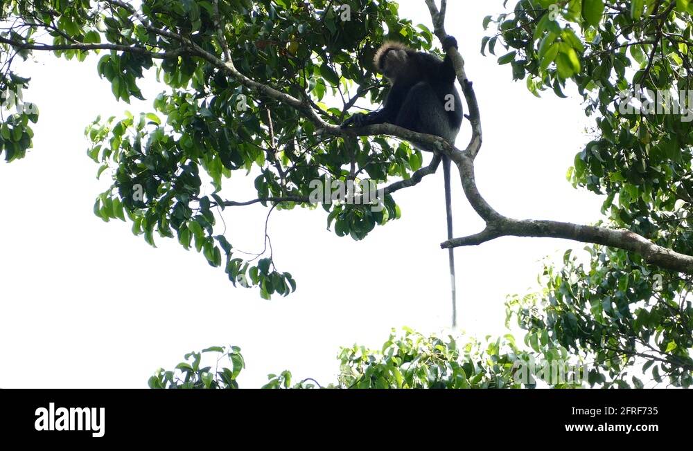 Scared monkey forest Stock Videos & Footage - HD and 4K Video Clips - Alamy