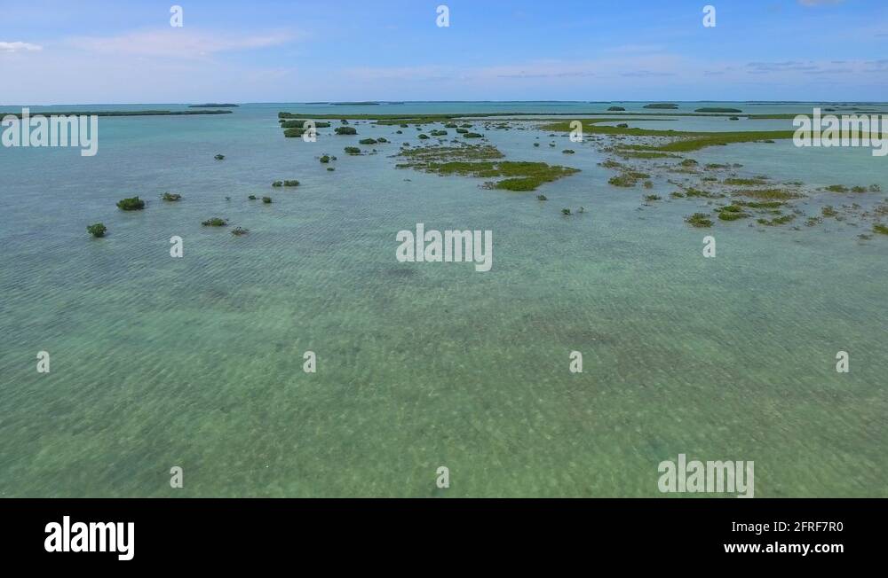 Habitat florida Stock Videos & Footage - HD and 4K Video Clips - Alamy