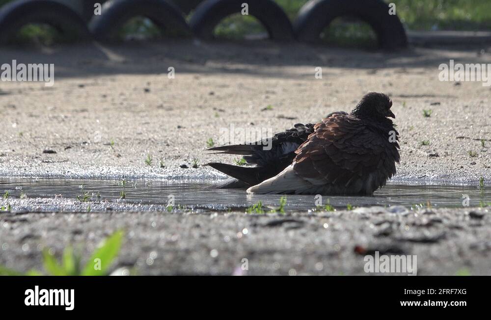 Bird bathing in puddle Stock Videos & Footage - HD and 4K Video Clips ...
