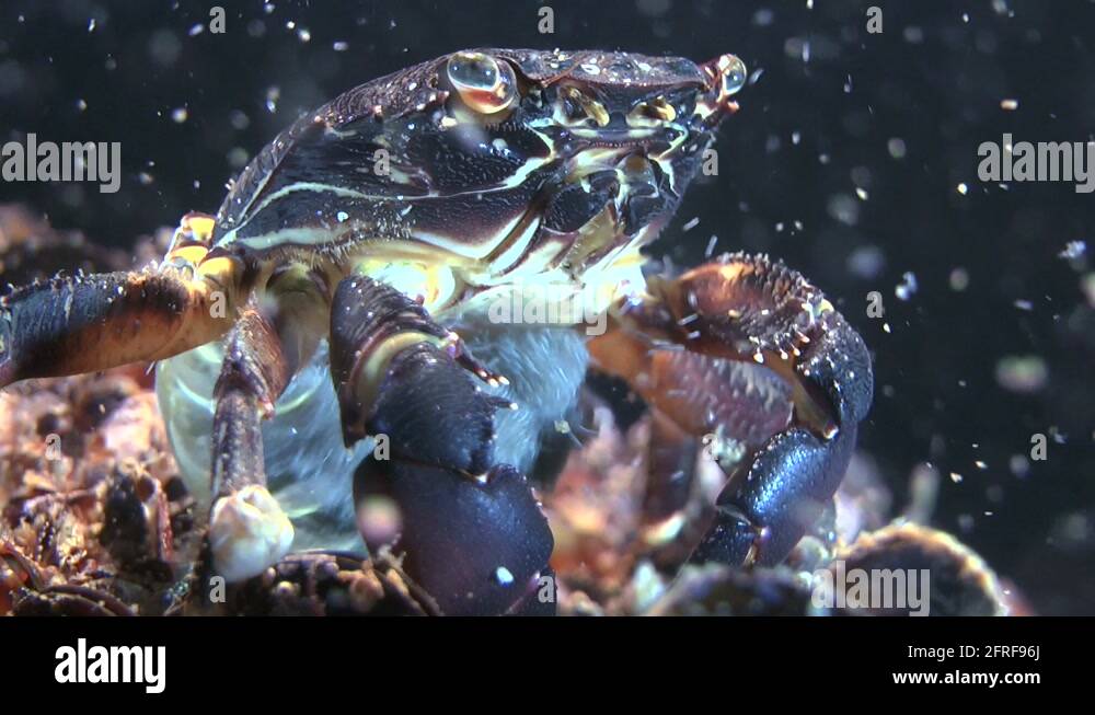 Reproduction of marble crab (Pachygrapsus marmoratus Stock Video ...