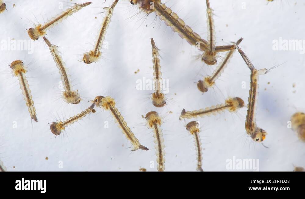 Mosquito aedes aegypti larva Stock Videos & Footage - HD and 4K Video ...