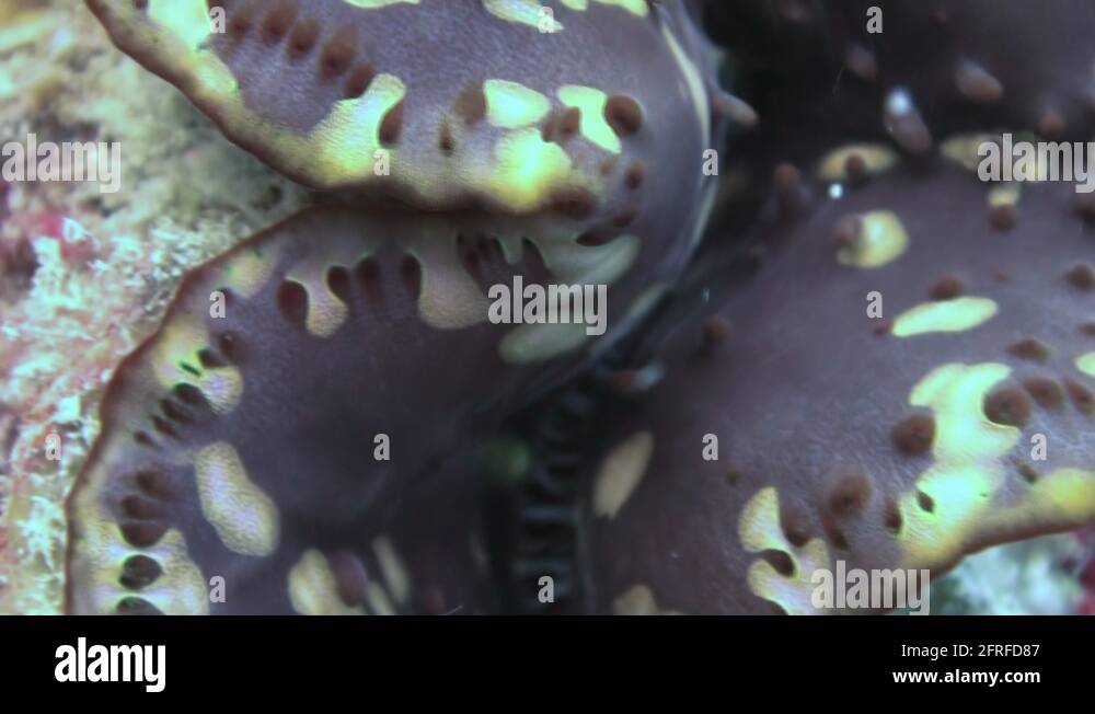 Giant clams indo pacific reef diving underwater Stock Videos & Footage ...