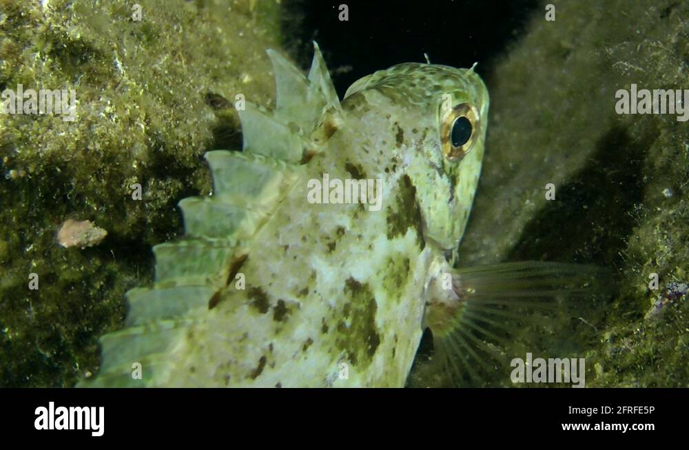 Poisson lapin Stock Videos & Footage - HD and 4K Video Clips - Alamy