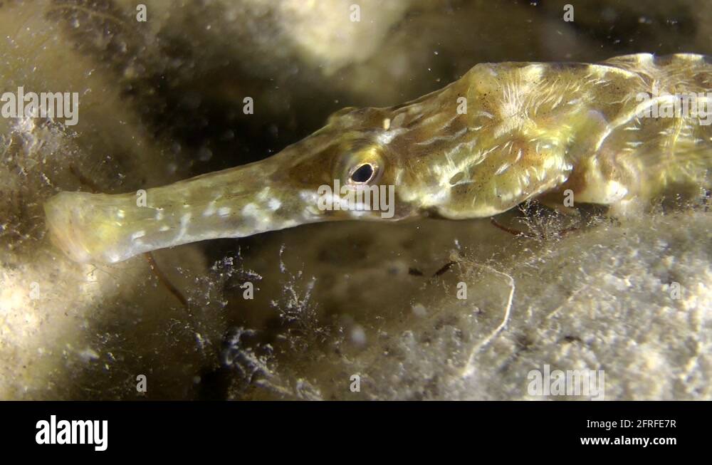 Snouted pipefish Stock Videos & Footage - HD and 4K Video Clips - Alamy