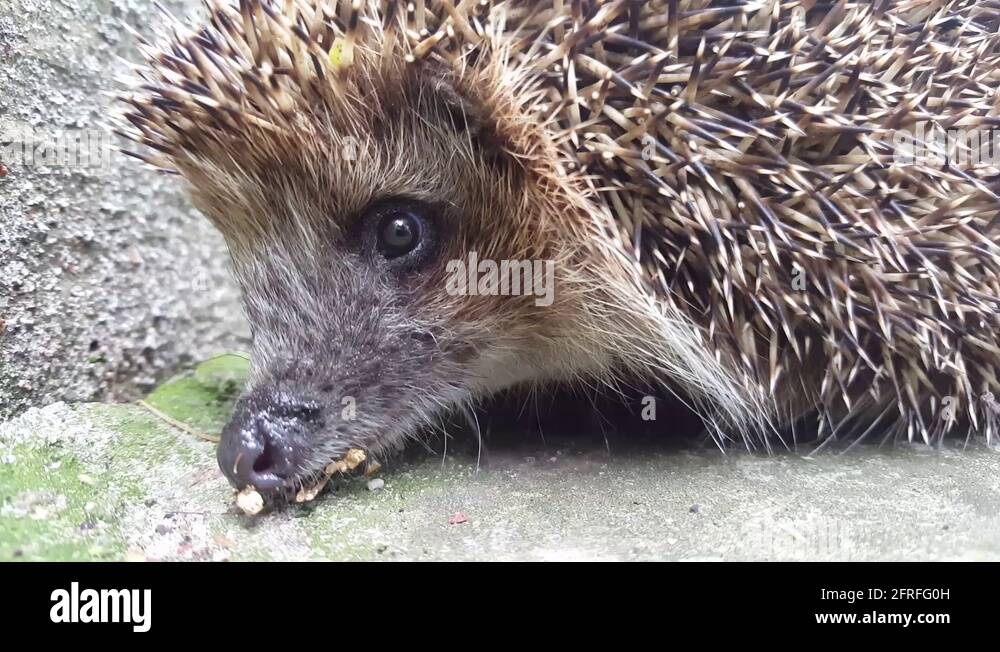 Hedgehog eye Stock Videos & Footage - HD and 4K Video Clips - Alamy