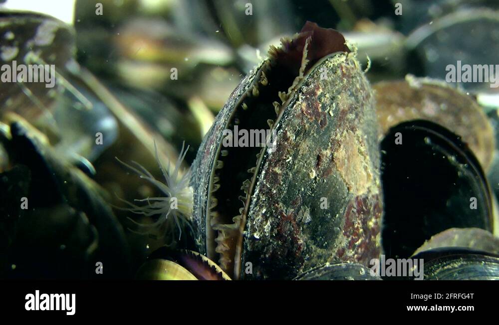 Mussels clam shell Stock Videos & Footage - HD and 4K Video Clips - Alamy