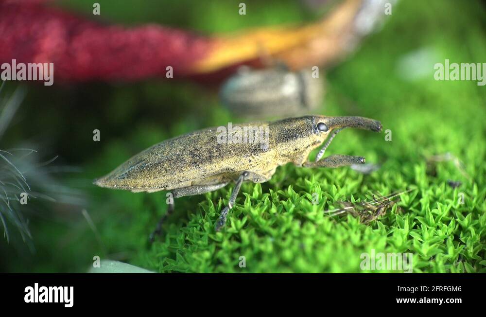 Beetle curculionidae Stock Videos & Footage - HD and 4K Video Clips - Alamy