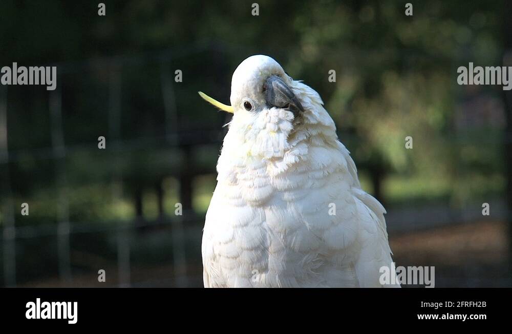 Cacatu Stock Videos & Footage - HD and 4K Video Clips - Alamy