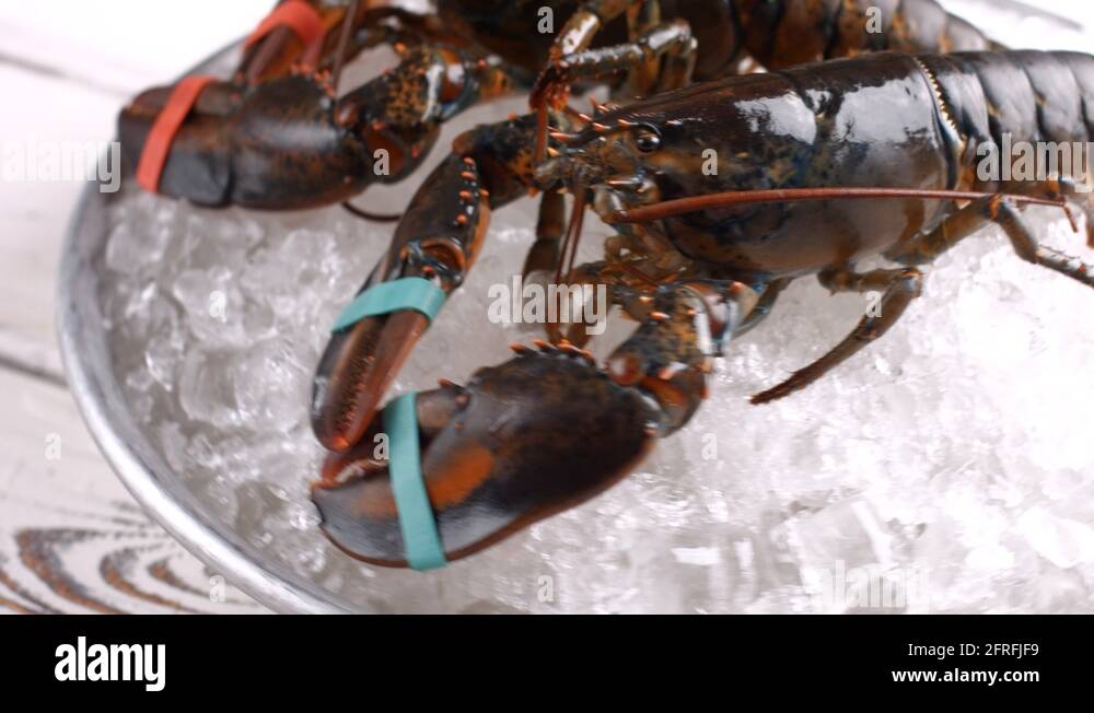 Raw lobsters Stock Videos & Footage - HD and 4K Video Clips - Alamy