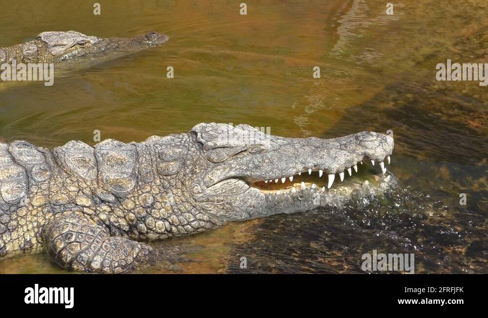 Carnivore teeth Stock Videos & Footage - HD and 4K Video Clips - Alamy
