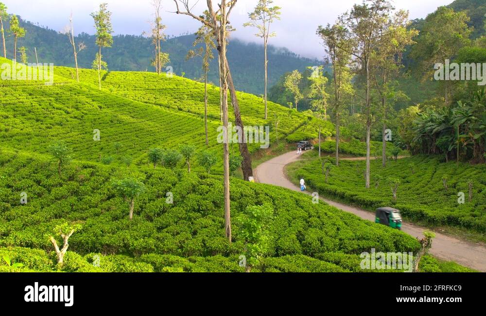 Tea estate road Stock Videos & Footage - HD and 4K Video Clips - Alamy