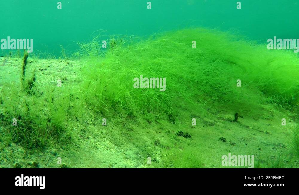 Cladophora Stock Videos & Footage - HD and 4K Video Clips - Alamy