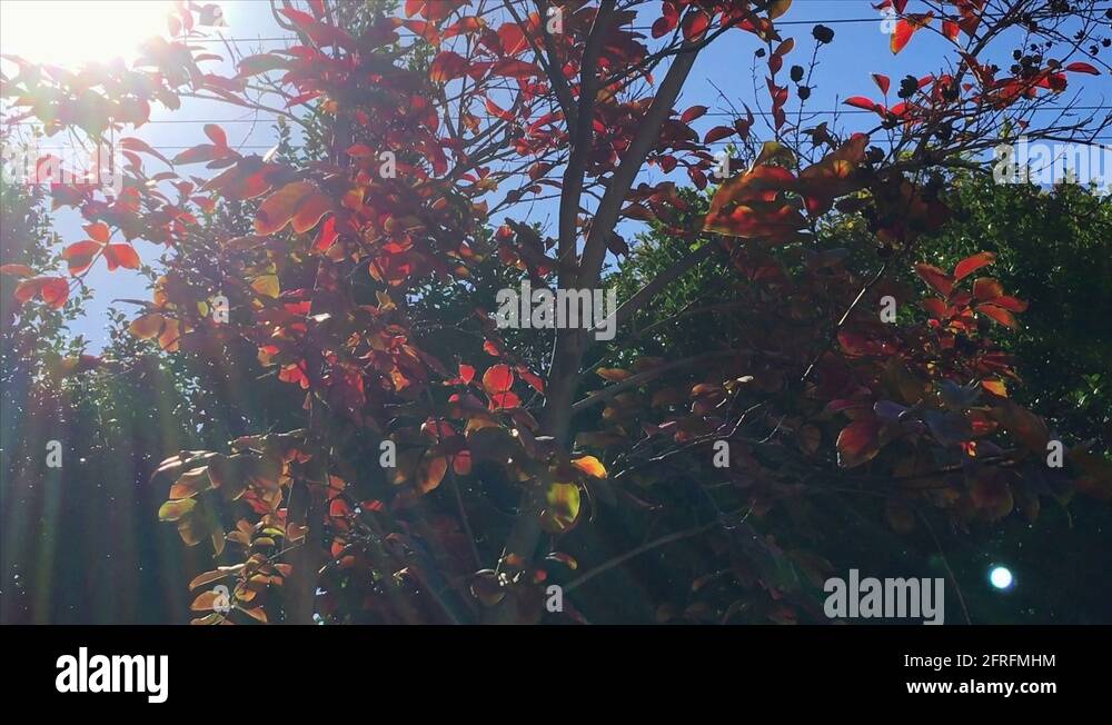 Autumn leaves closeup on a young Crepe Myrtle tree with lens flare from ...
