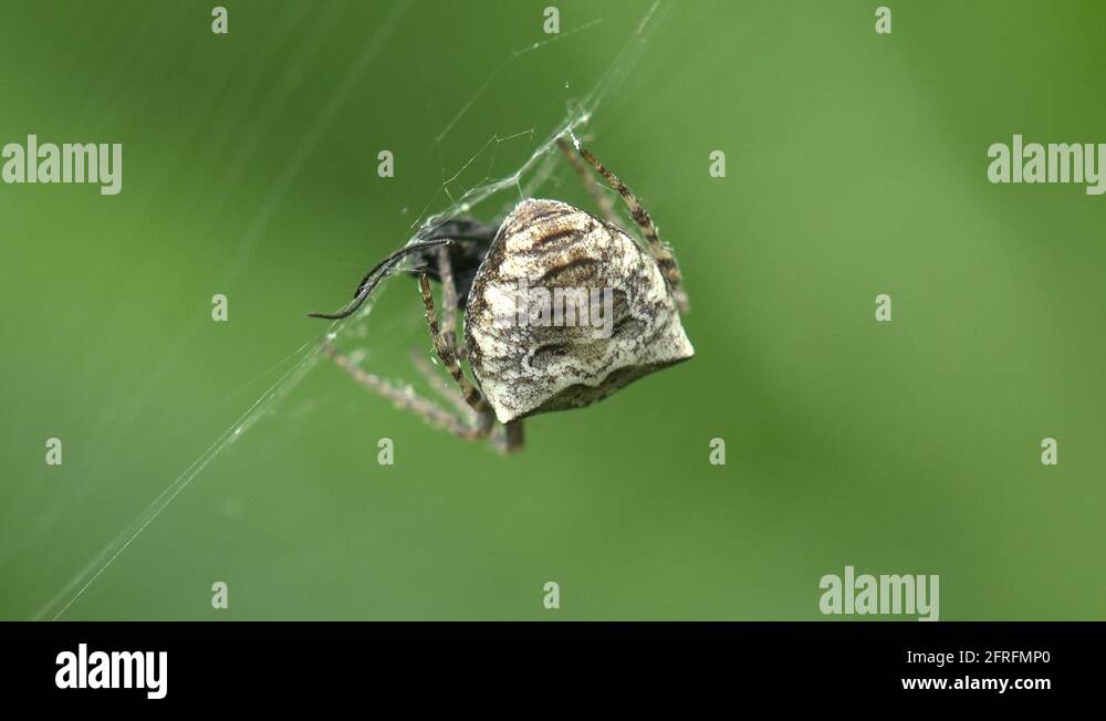 Spider with beetle Stock Videos & Footage - HD and 4K Video Clips - Alamy