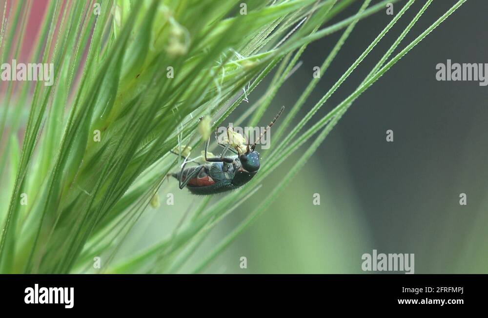 Bug insect grass seeds Stock Videos & Footage - HD and 4K Video Clips ...