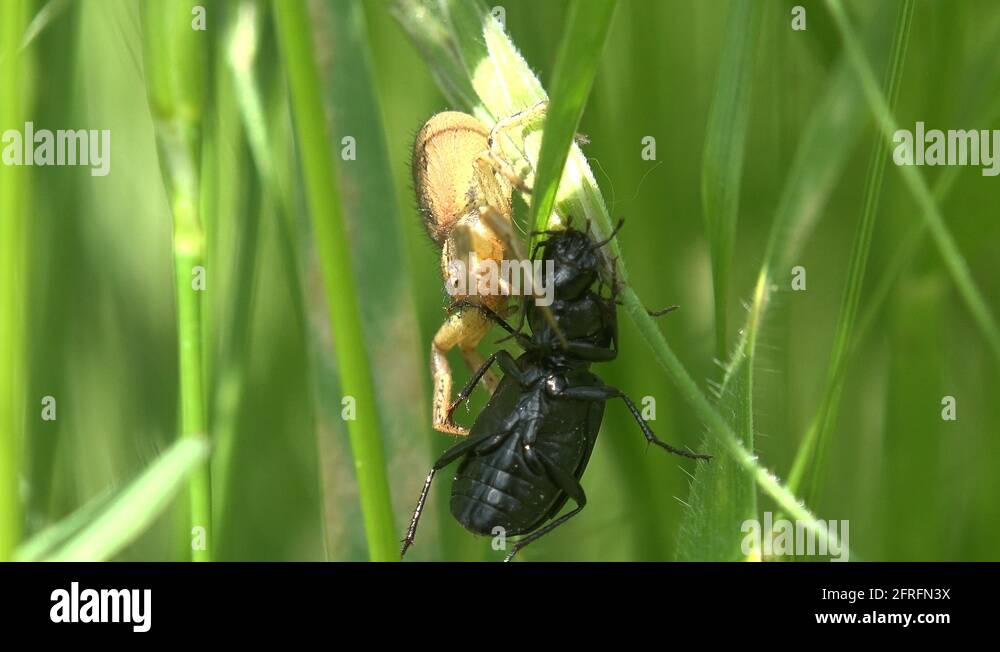 Leaves with caught insect Stock Videos & Footage - HD and 4K Video ...