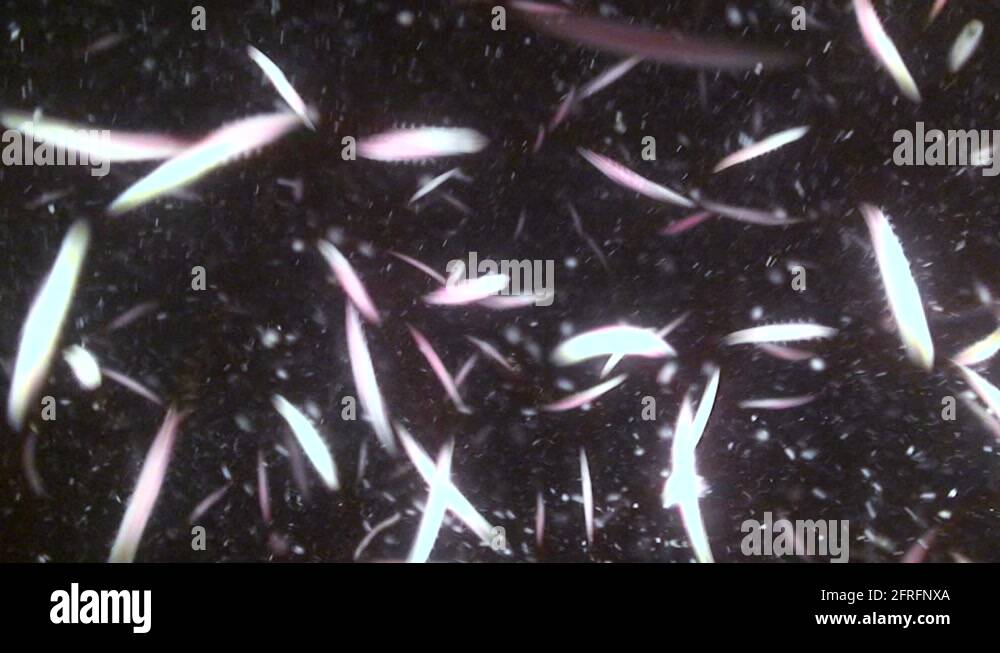 Polychaete bristle worm Stock Videos & Footage - HD and 4K Video Clips ...