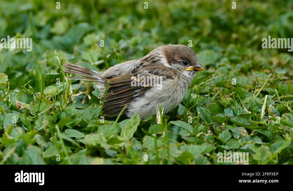 Green sparrow Stock Videos & Footage - HD and 4K Video Clips - Alamy