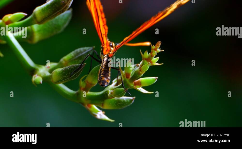 Flutter butterfly Stock Videos & Footage - HD and 4K Video Clips - Alamy