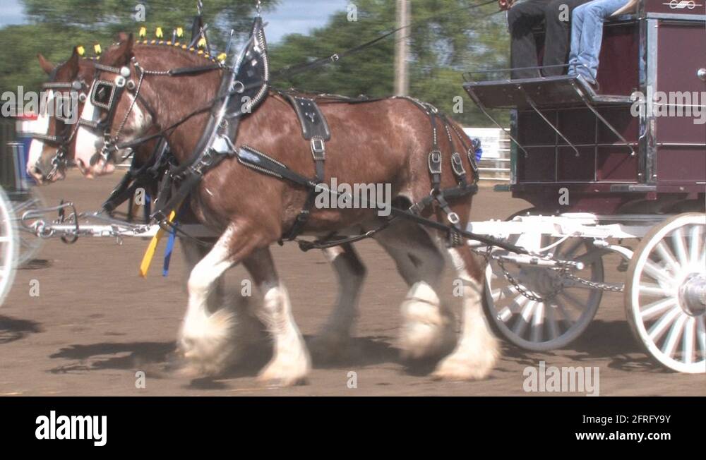 Wagon harness Stock Videos & Footage - HD and 4K Video Clips - Alamy