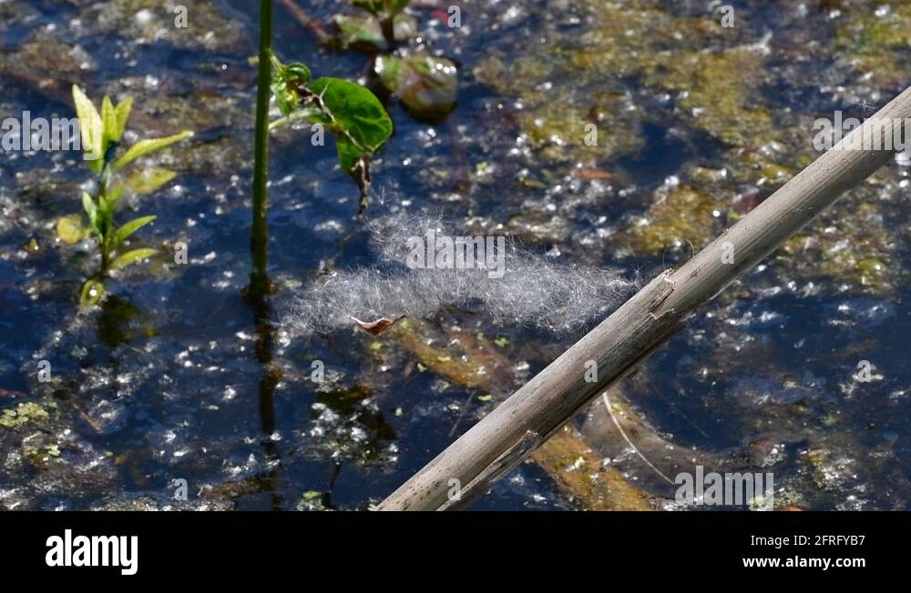 Willow salix sp tree Stock Videos & Footage - HD and 4K Video Clips - Alamy