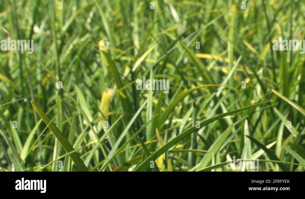 Grass Stock Videos & Footage - HD and 4K Video Clips - Alamy
