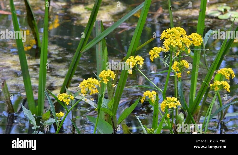Amphibia Stock Videos & Footage - HD and 4K Video Clips - Alamy