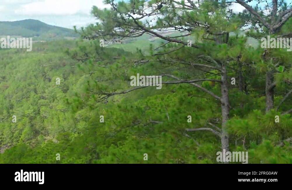 Upper Limbs and Branches of Pine Trees Passing By. Video UltraHD Stock ...