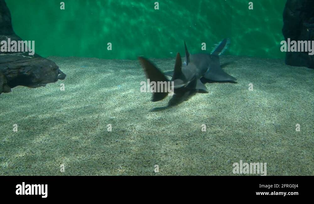 Sawfish australia Stock Videos & Footage - HD and 4K Video Clips - Alamy