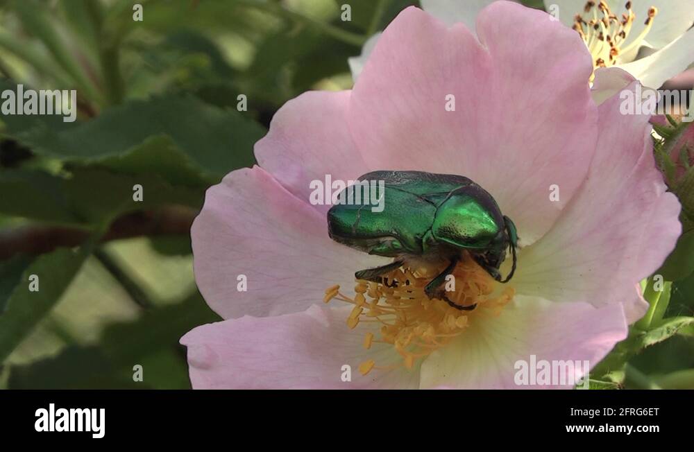 Chafer beetle life cycle Stock Videos & Footage - HD and 4K Video Clips ...