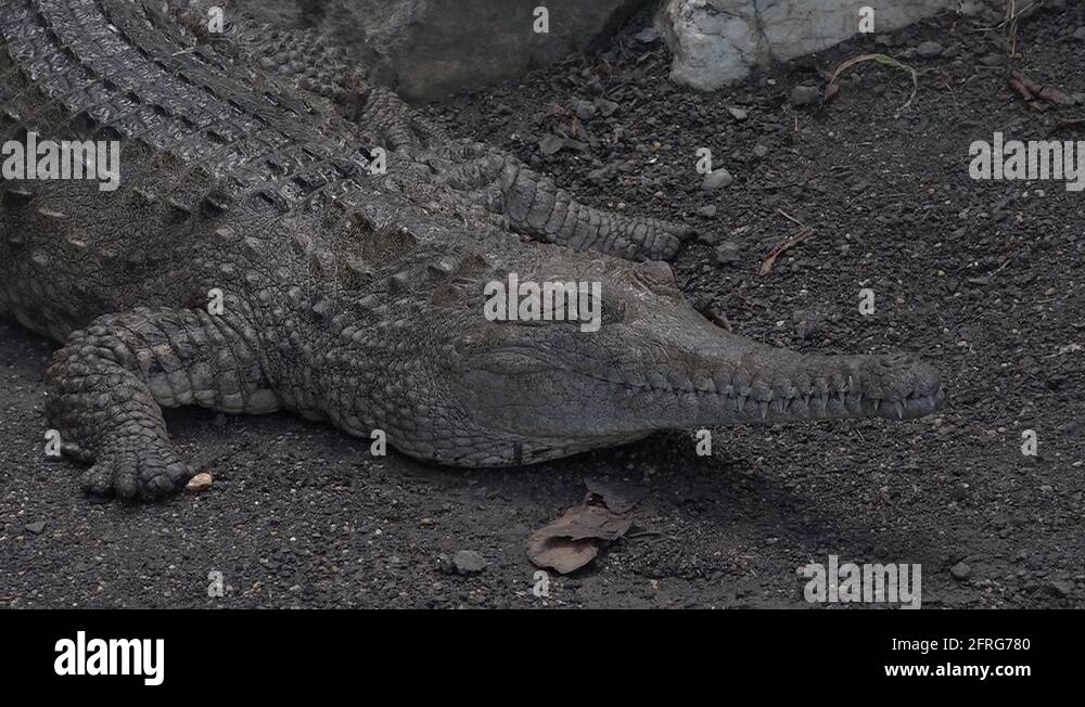 Australian freshwater crocodile Stock Videos & Footage - HD and 4K ...