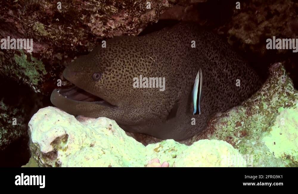 Cleaner wrasse fish cleaning moray eel on reef Stock Video Footage - Alamy