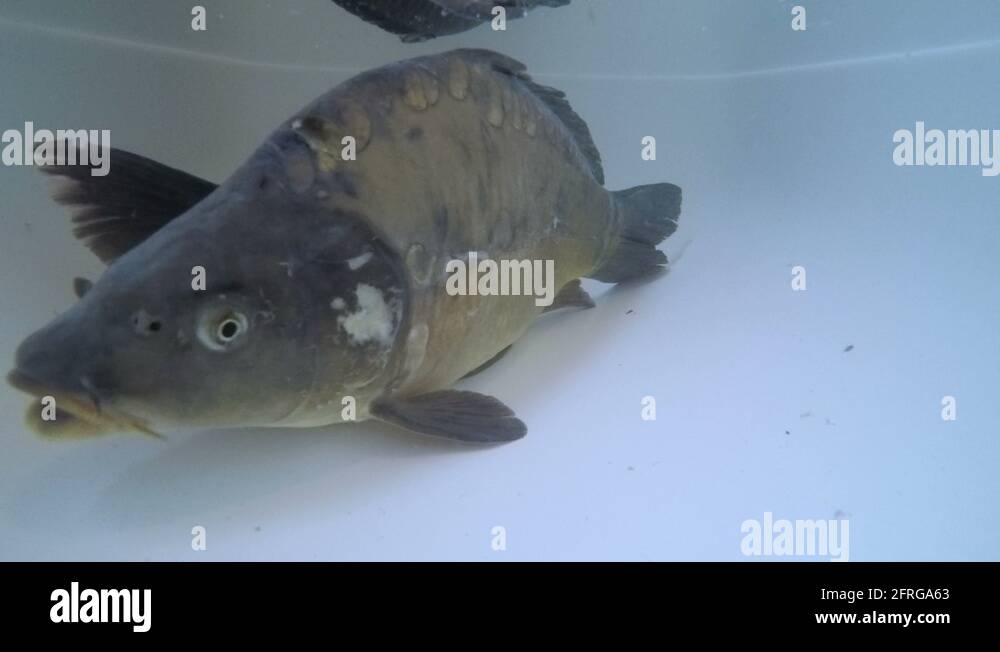 Mirror carp underwater Stock Videos & Footage - HD and 4K Video Clips ...