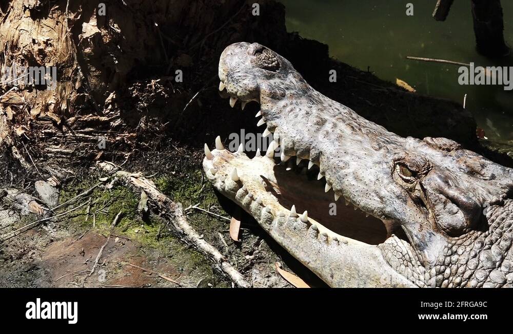 Crocodile face Stock Videos & Footage - HD and 4K Video Clips - Alamy