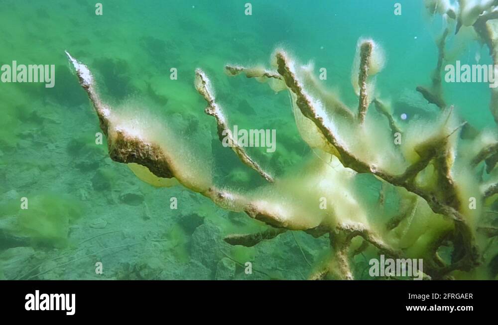 Algae sunken tree branches Stock Videos & Footage - HD and 4K Video ...